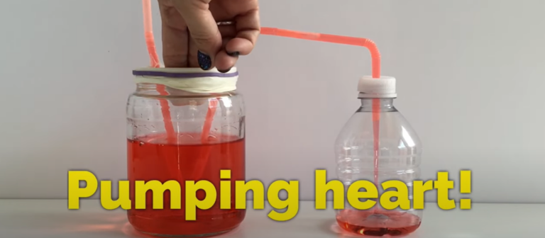 STEM Activity for Kids: Human Heart | ABCmouse