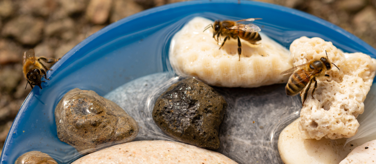50 Fun and Educational Nature Activities for Preschoolers | ABCmouse