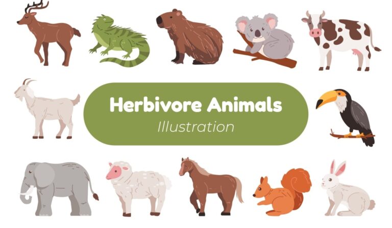 Herbivore, Omnivore, and Carnivore Animal Words for Kids (Free ...