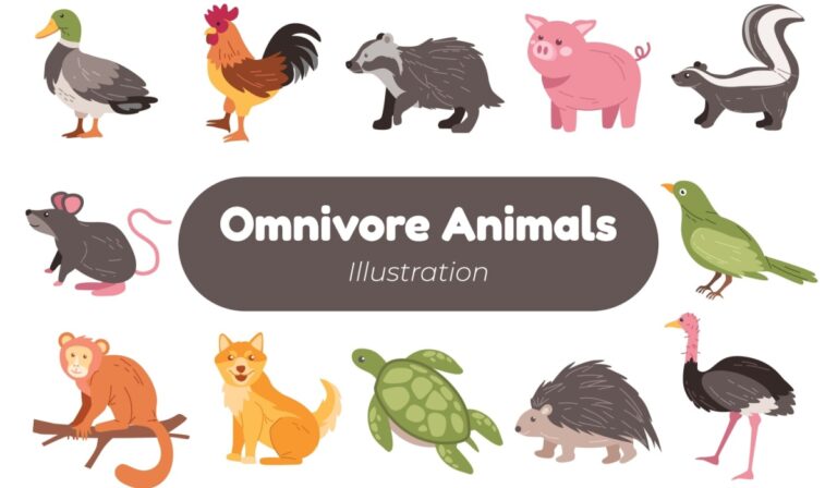Herbivore, Omnivore, and Carnivore Animal Words for Kids (Free ...