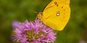 25+ Zoo Themed Activities and Games for Kids | ABCmouse