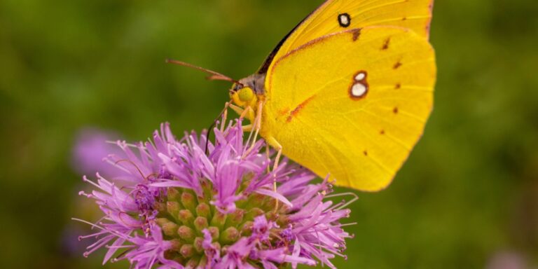 25+ Zoo Themed Activities and Games for Kids | ABCmouse