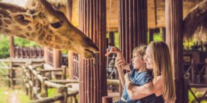 25+ Zoo Themed Activities and Games for Kids | ABCmouse