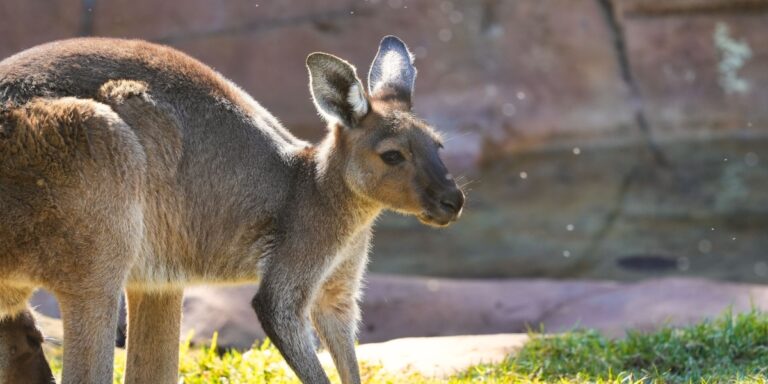 25+ Zoo Themed Activities and Games for Kids | ABCmouse