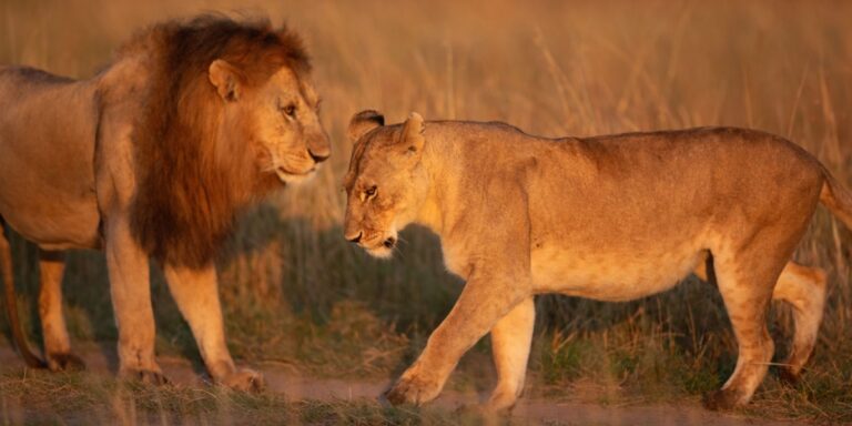 25+ Zoo Themed Activities and Games for Kids | ABCmouse