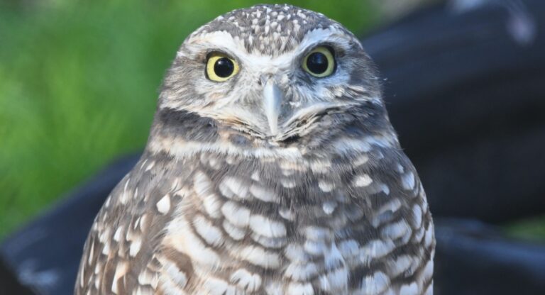 25+ Zoo Themed Activities and Games for Kids | ABCmouse