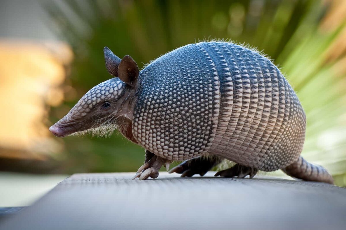 100+ Fun Florida Facts Kids Will Love to Learn | ABCmouse