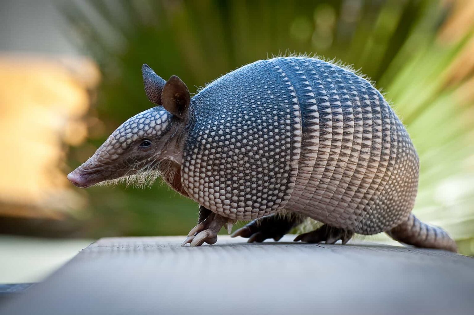 100+ Fun Florida Facts Kids Will Love to Learn | ABCmouse