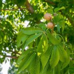 Ohio Facts for Kids | ABCmouse